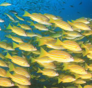 Martinique's Biodiversity - Discover the Island's Riches