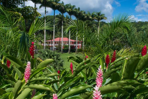 Martinique Experience | Martinique Tourisme