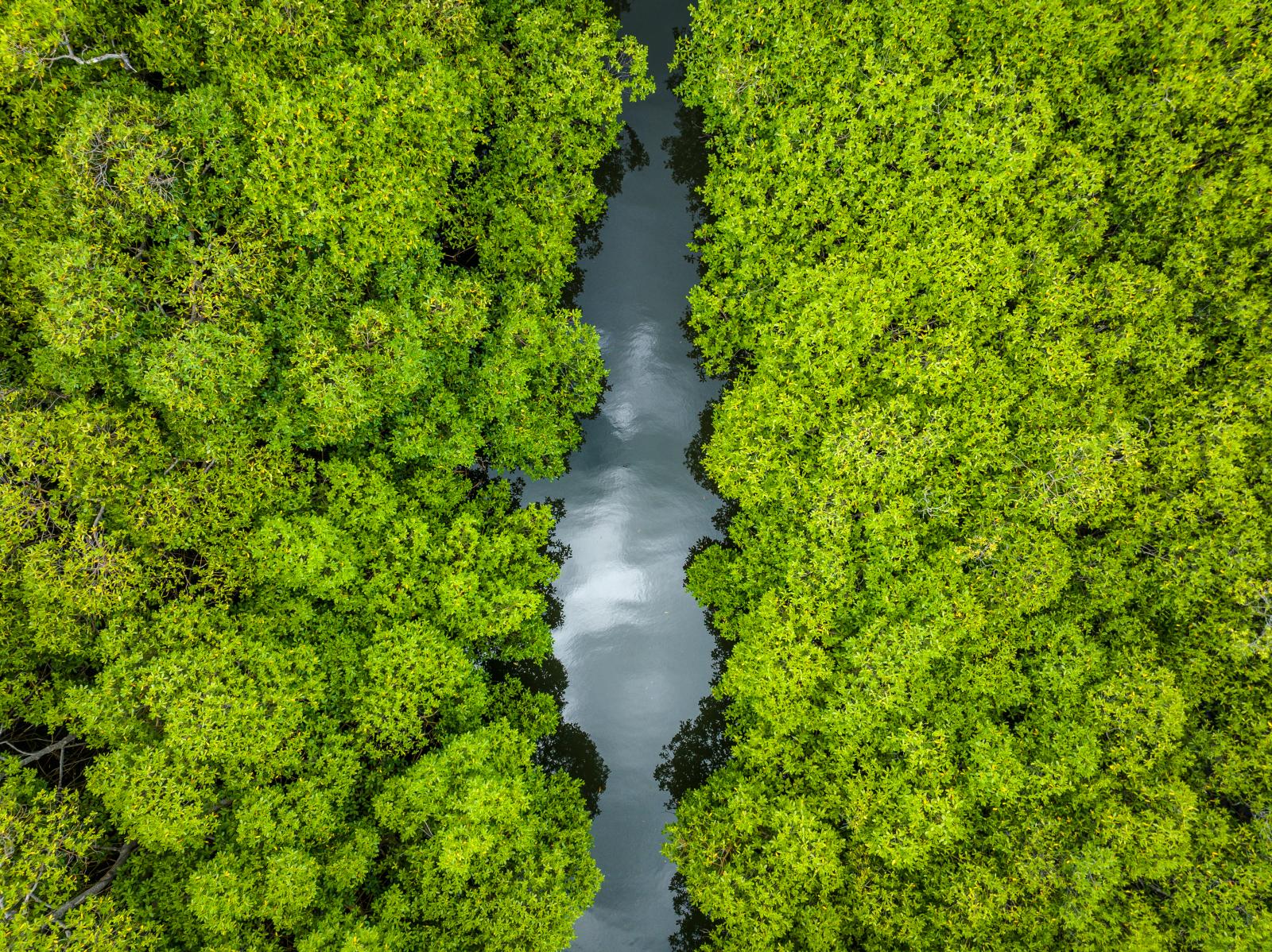 Biodiversité Martinique - Découvrez les richesses de l'île