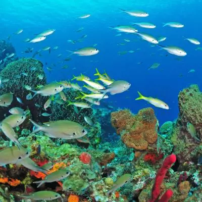 Événements en Martinique 2026 : festivals, fêtes & temps forts
