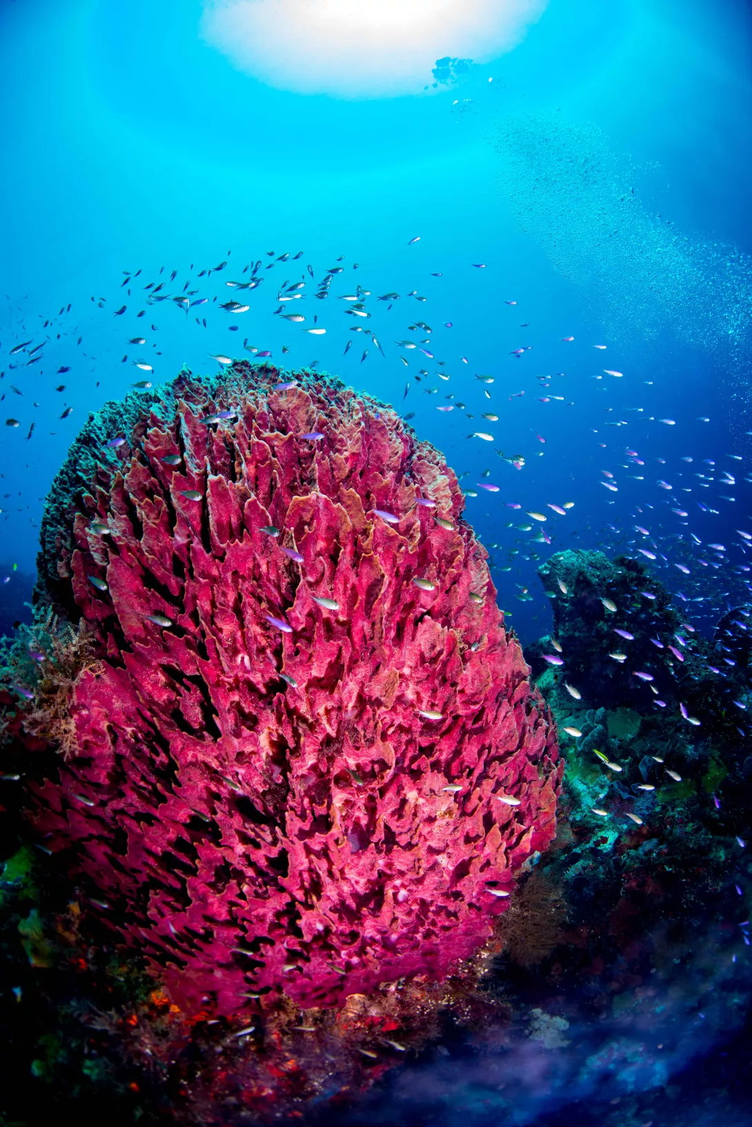 Abaca Dive - Espace Plongée Martinique | Martinique Tourisme