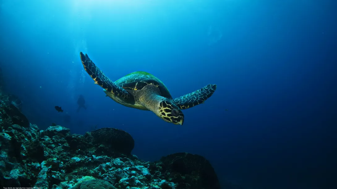 Abaca Dive - Espace Plongée Martinique | Martinique Tourisme